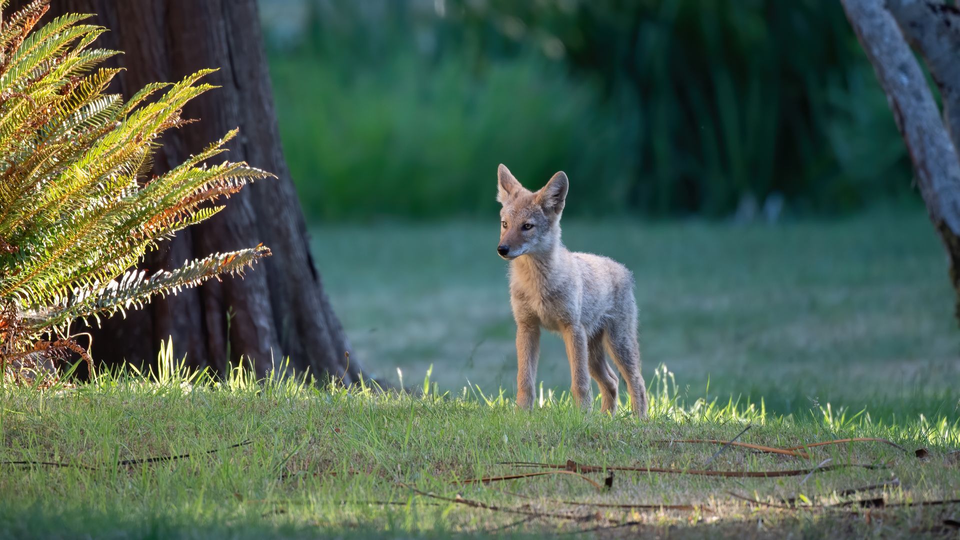 How to coexist with Seattle's urban coyotes - Axios Seattle