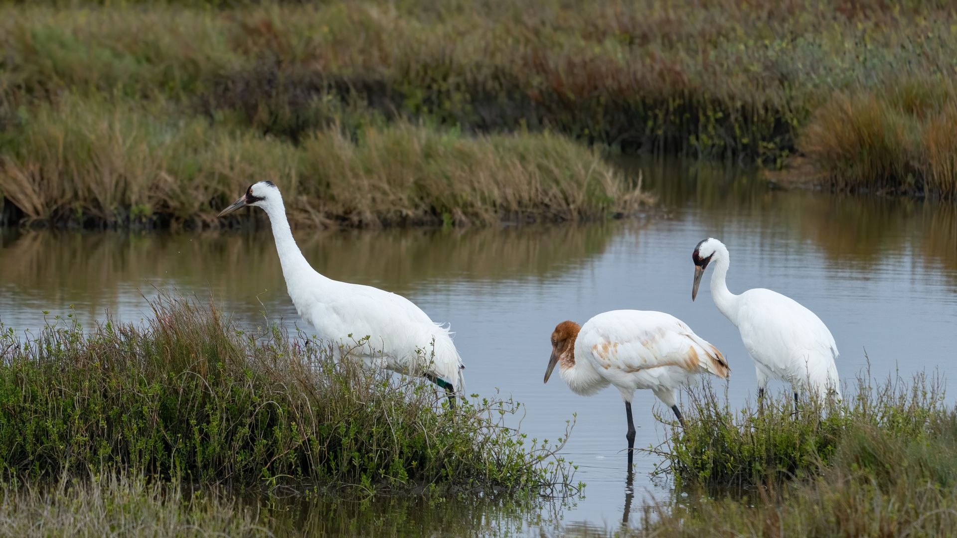 Hundreds of thousands of acres added to wildlife refuges in Texas ...