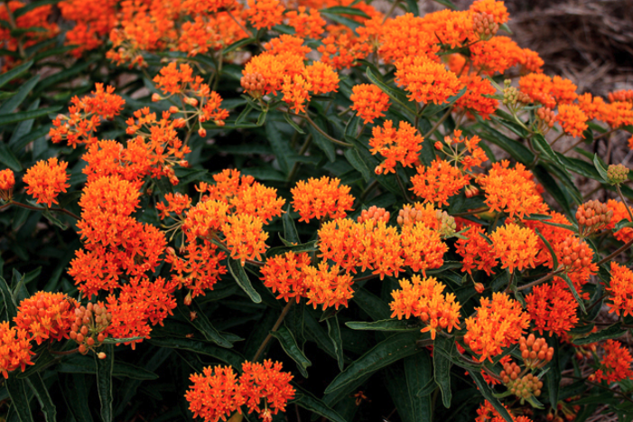 The best native plants for gardening in Denver - Axios Denver