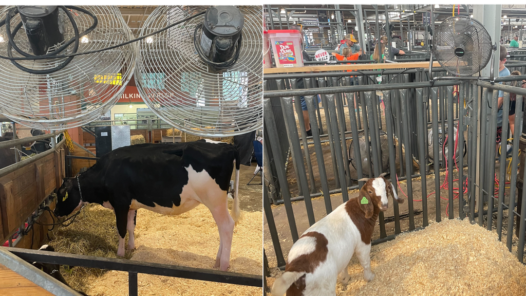 Fair weather fans - Axios Twin Cities