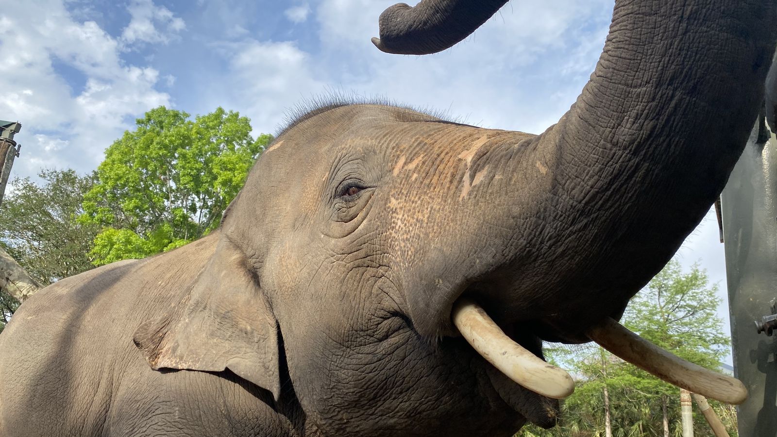 Denver Zoo welcomes new elephant Duncan - Axios Denver