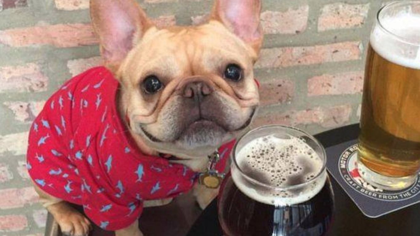 There’s a $20 dog-friendly beerfest in Charlotte this Saturday - Axios ...