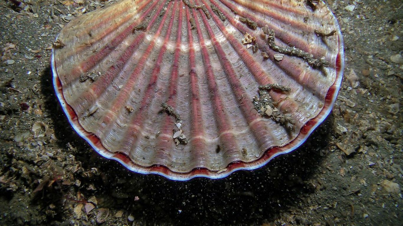 Seismic guns used to hunt for oil kill scallops