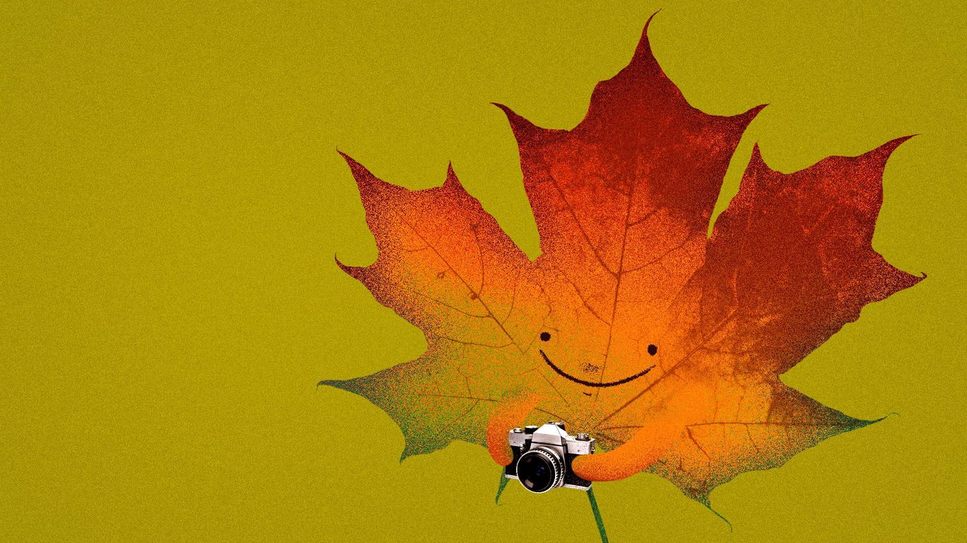 When to expect peak fall foliage in Metro Detroit in 2024 - Axios Detroit