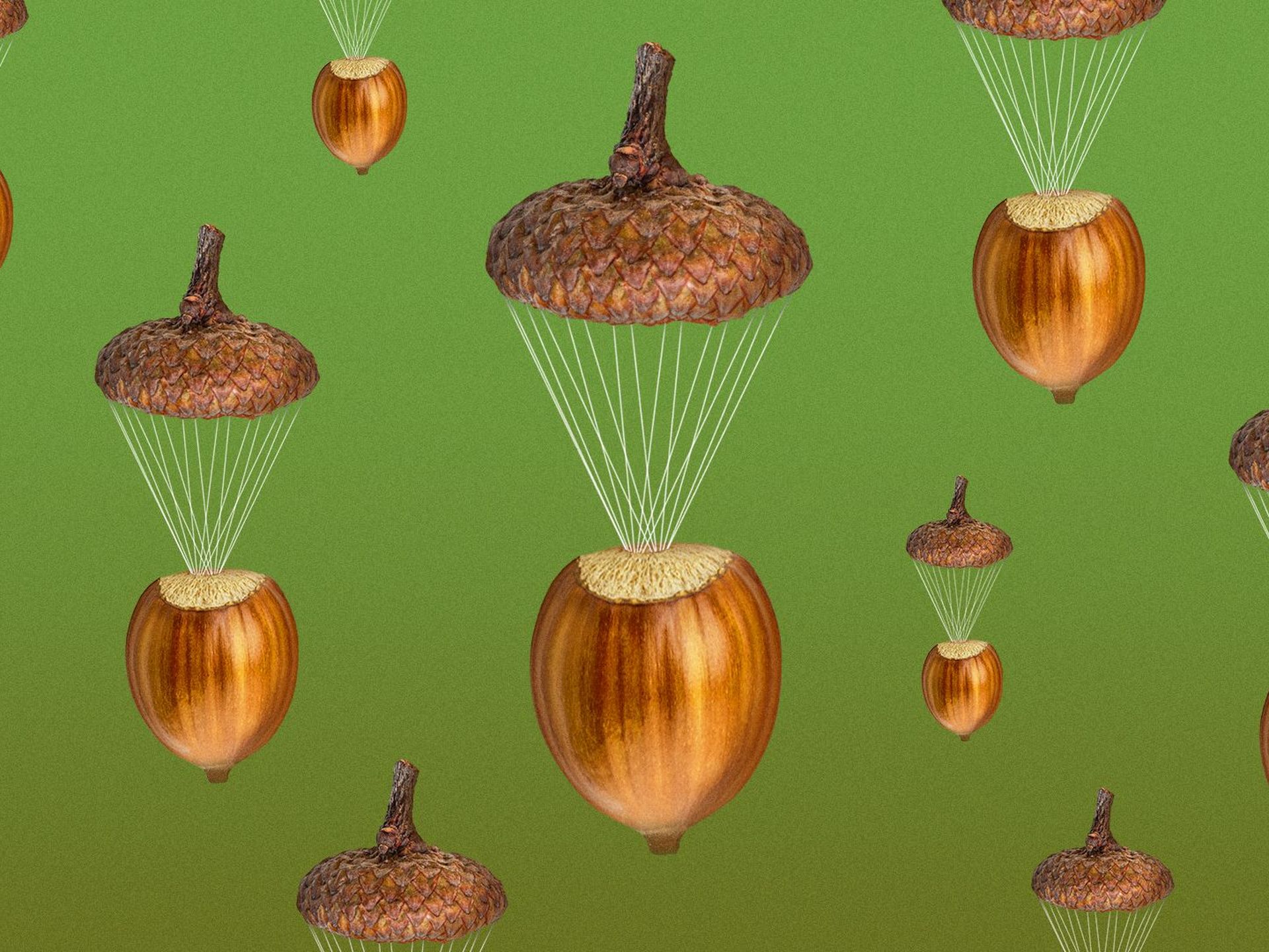 So Many Types Of Oaks So Many Acorns San Antonio