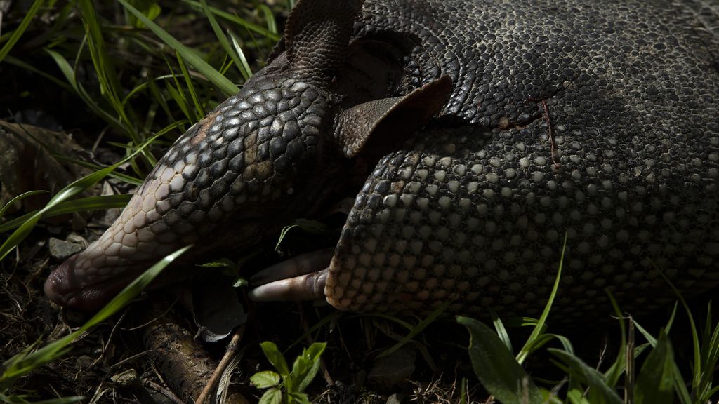 North Carolina is seeing a growing number of armadillos as winters get ...