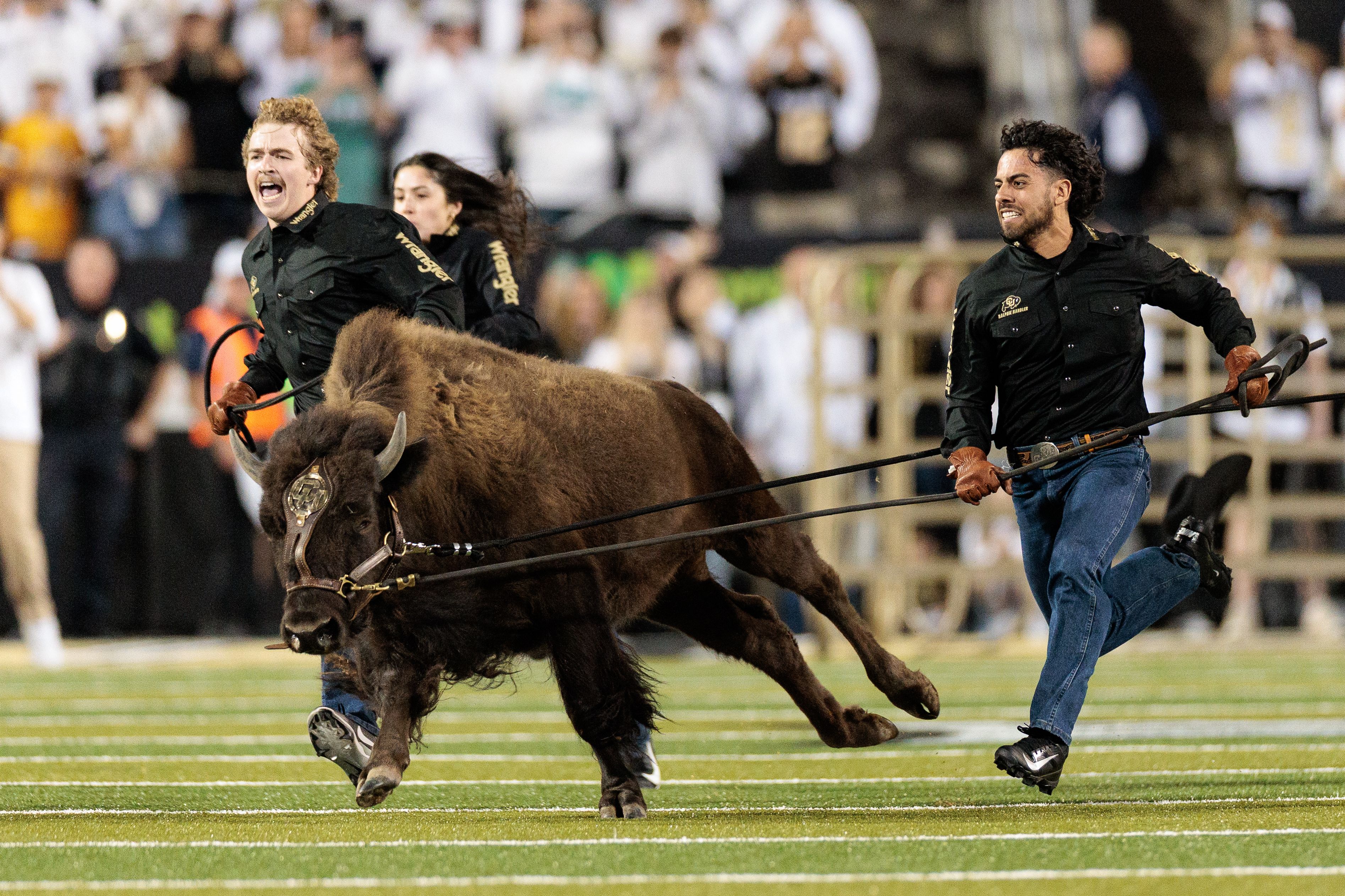 Poll: Vote for the best animal story in America - Axios Philadelphia