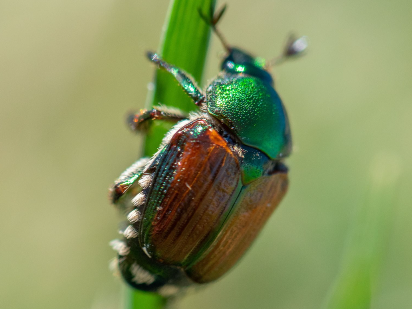 Japanese Beetle Picture