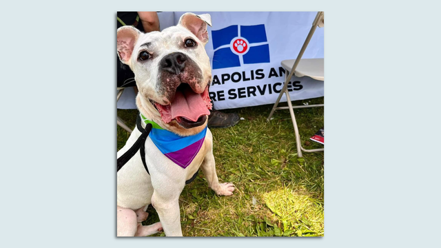 Creature Feature: Meet Morris, a patio-loving, adoptable dog in ...