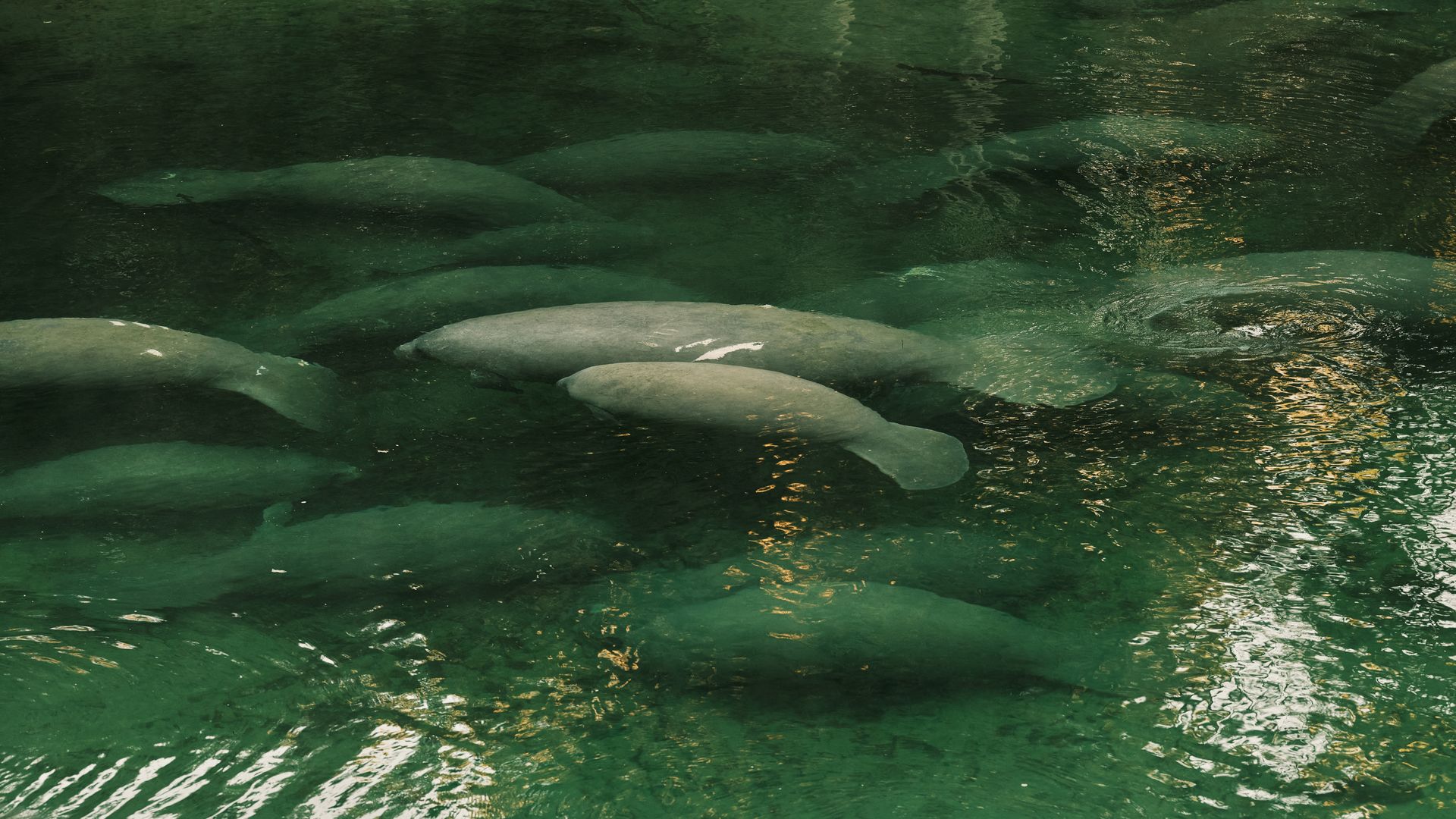 Florida manatees may go back on the endangered species list - Axios ...