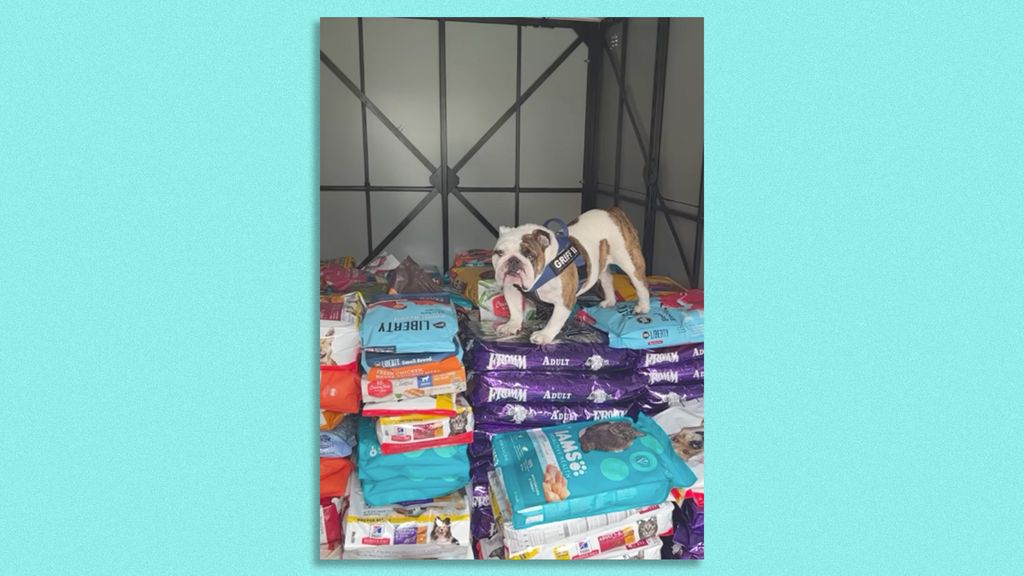 Drake mascot Griff II fundraises for 15,000 pounds of pet food - Axios ...