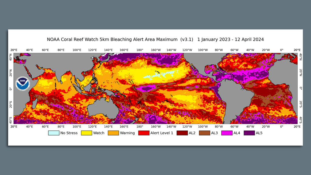 Global coral bleaching event is a warning, "not certain death"