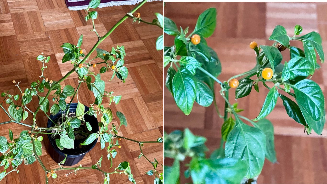 1 fun thing to go: Pepper plant winners - Axios Des Moines