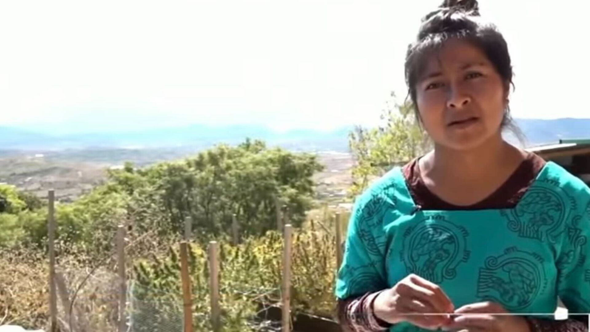 Mexico's Indigenous communities replace corn crops with cannabis