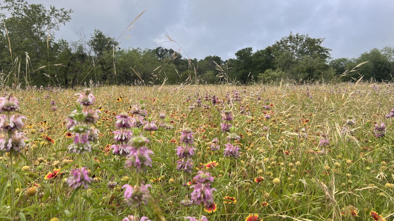 Austin's rainy May sparked a wildflower superbloom - Axios Austin