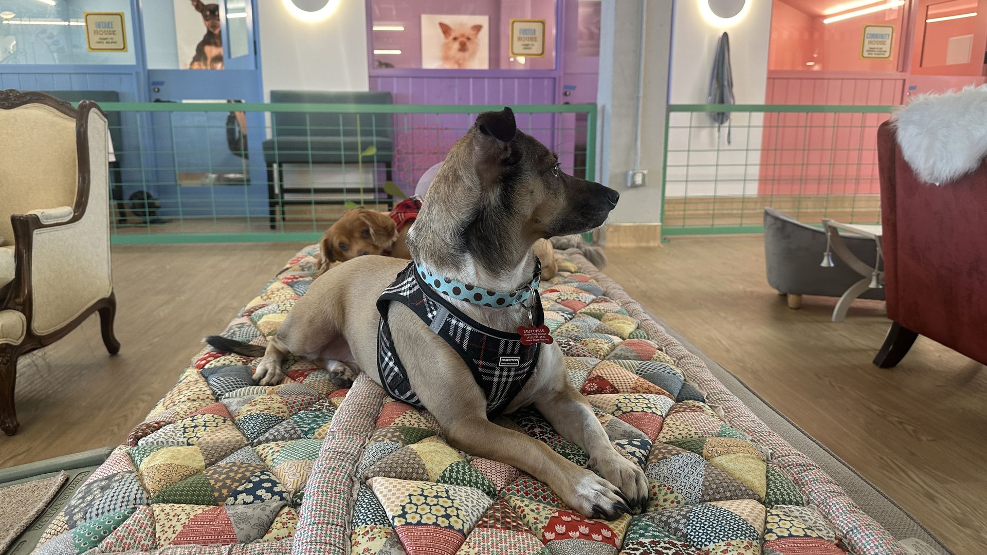 San Francisco's Muttville Senior Dog Rescue aims to save more dogs with ...