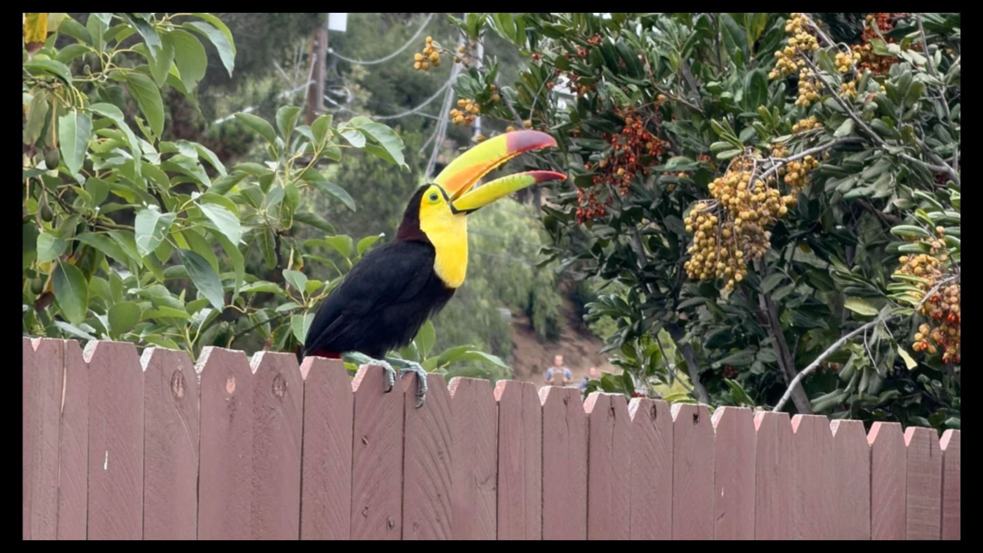 The saga of San Diego's Marley the missing toucan - Axios San Diego