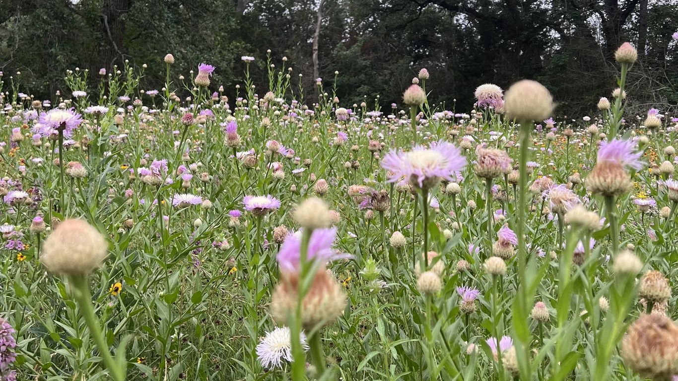 1 wildflower show to go - Axios Austin
