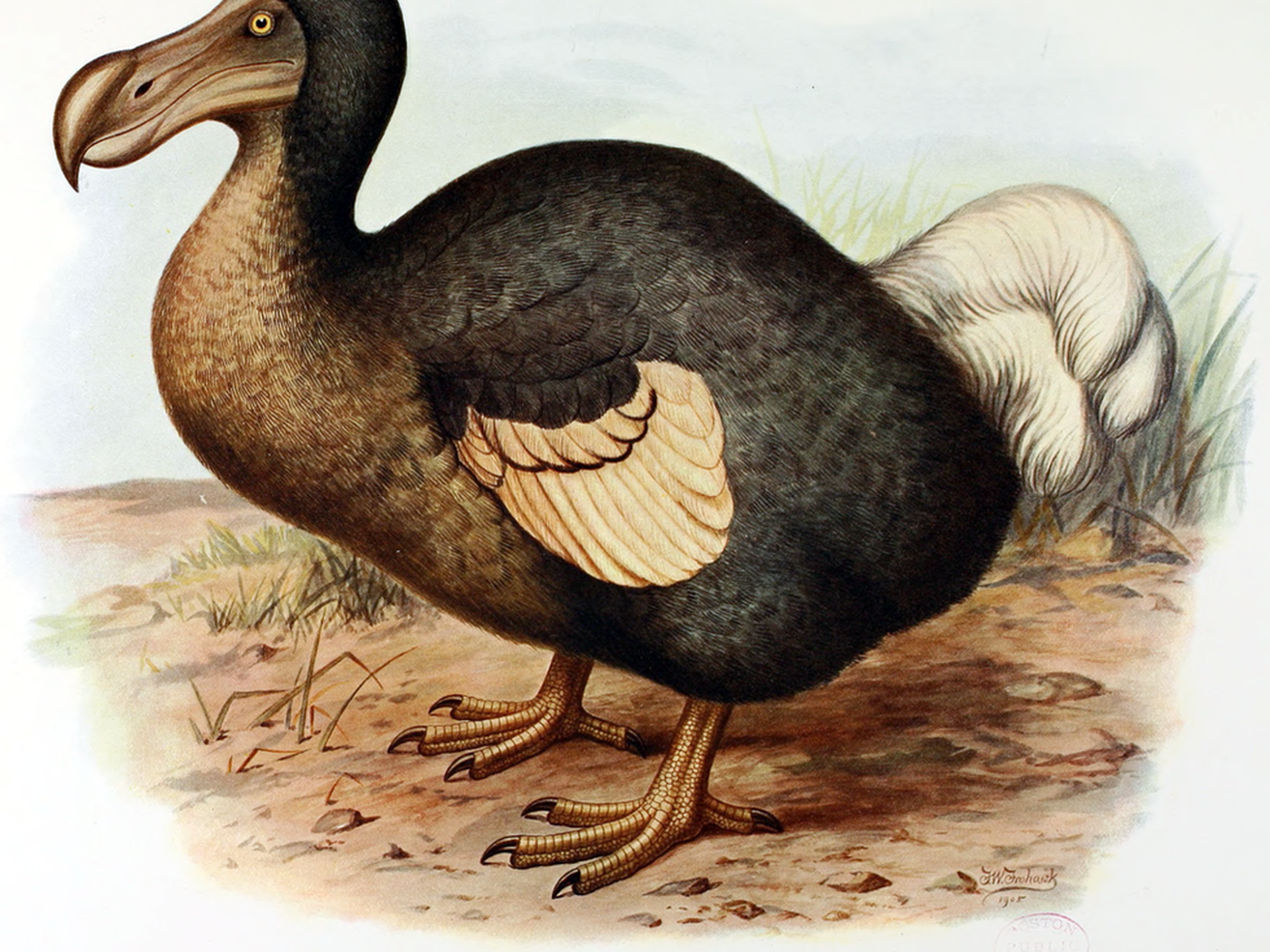 Extinct Animals With Names And Pictures