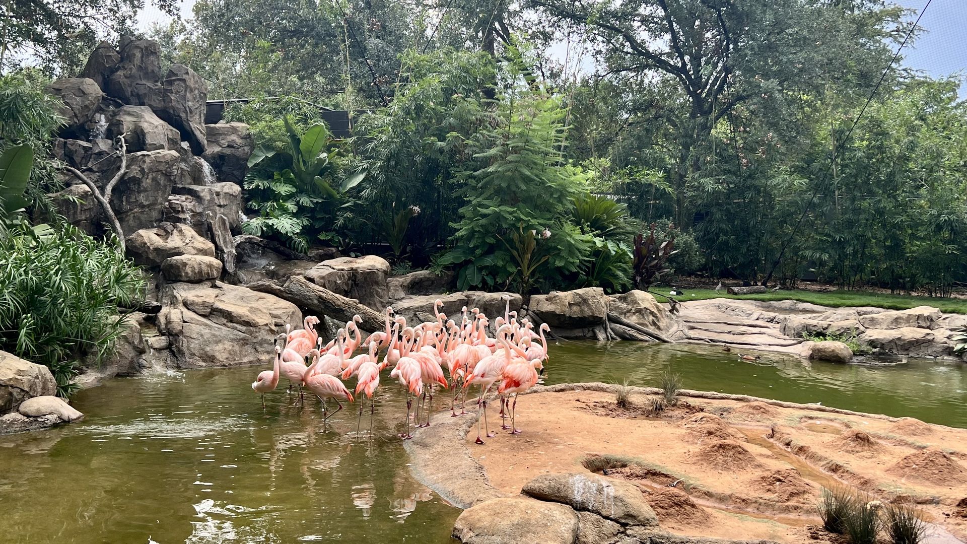 The Houston Zoo’s Birds of the World exhibit opens - Axios Houston