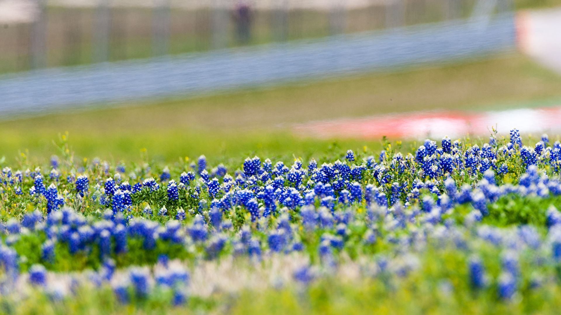 Texas bluebonnets may take a hit from the drought - Axios Austin