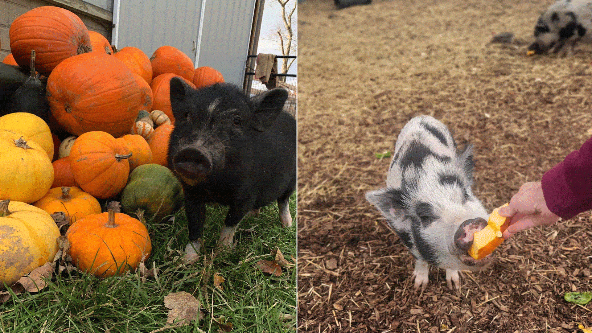 Recycling fall pumpkins: This Indiana pig rescue wants them - Axios ...