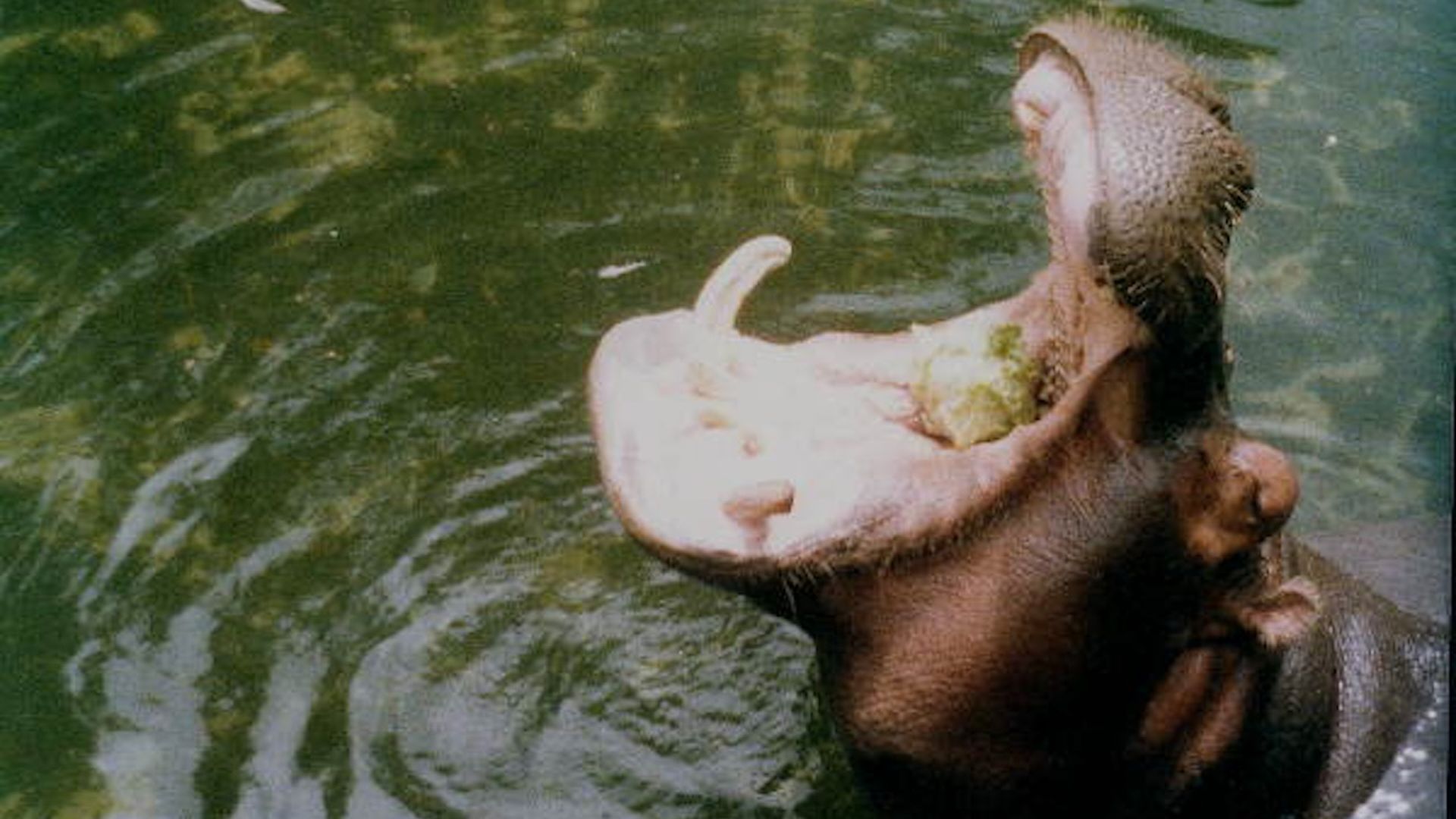 Lucifer, a famed Florida hippo beloved by generations, dies at 65 ...